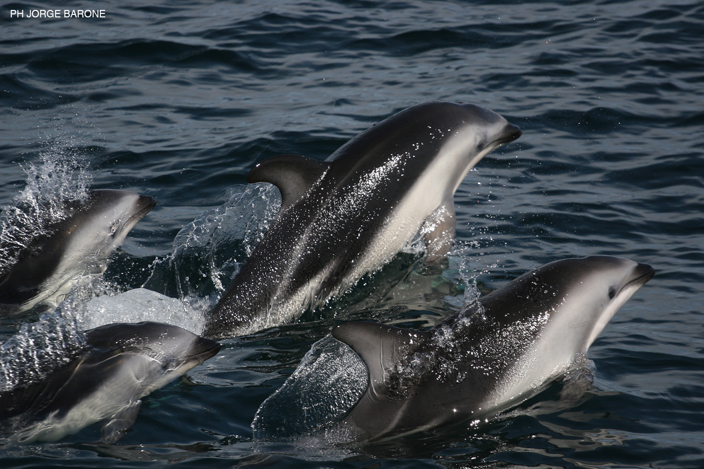 Dusky Dolphins at Sunrise | Kallpa I Tour Operator