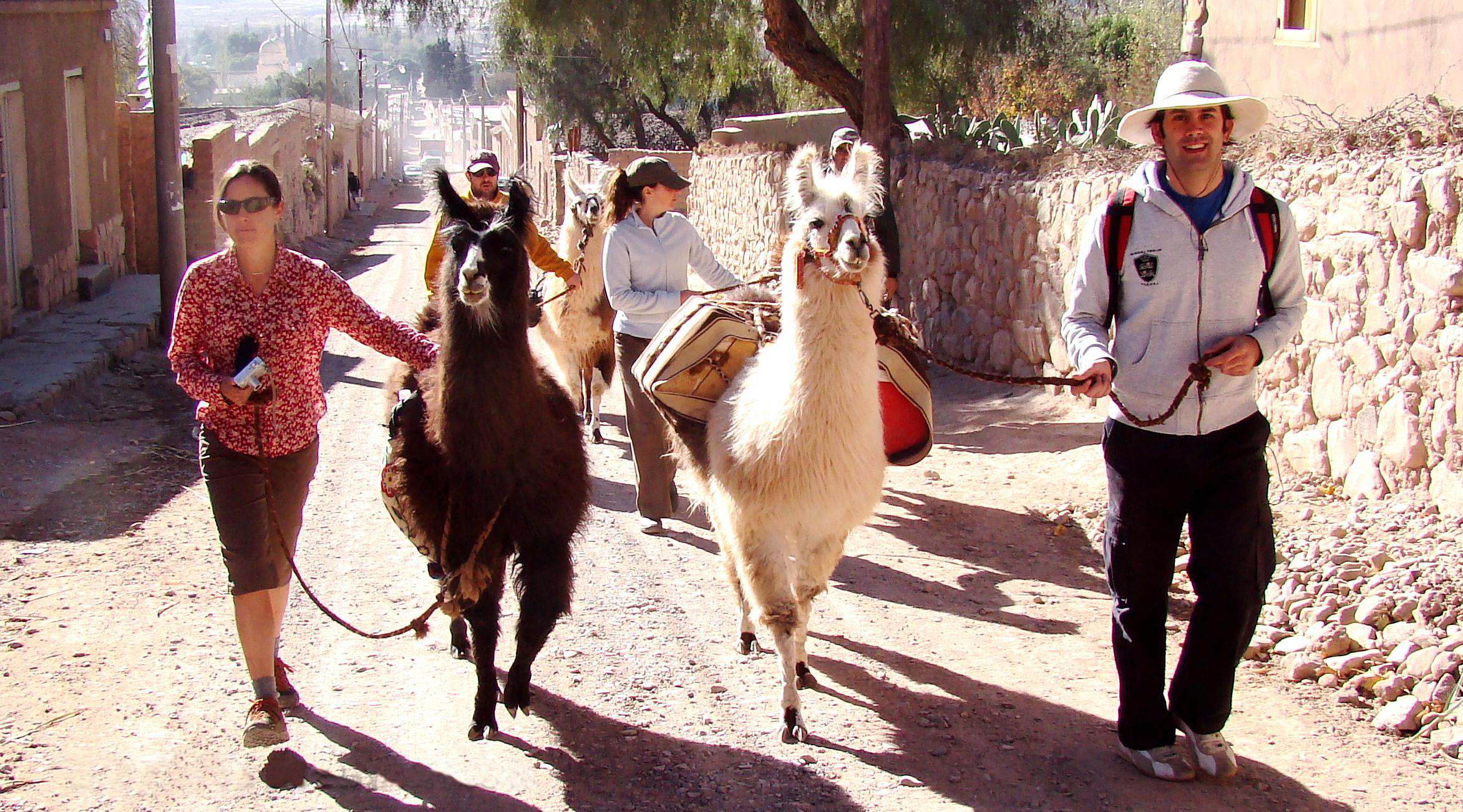 Walking with Llamas in the Northwest