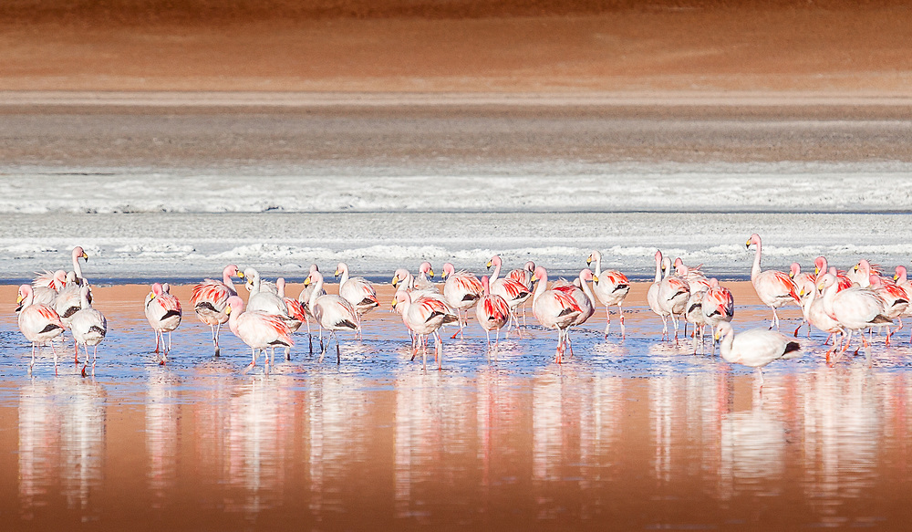 PUNA: THE TREASURE IN THE NORTH